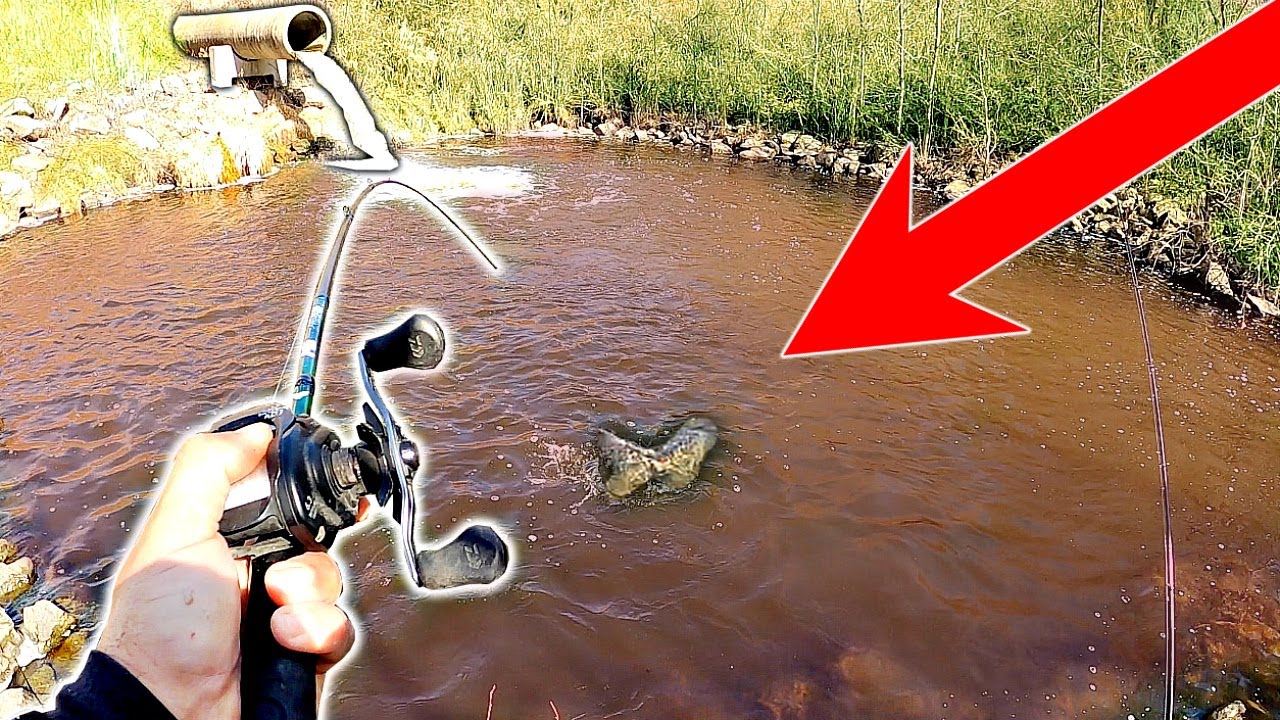 Giant fish trapped in tiny puddle surprises local angler