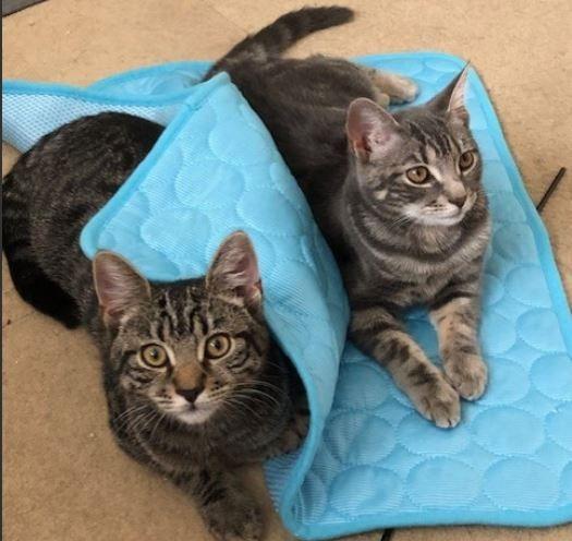 Cats Protection: Rehoming Purdy and Figg