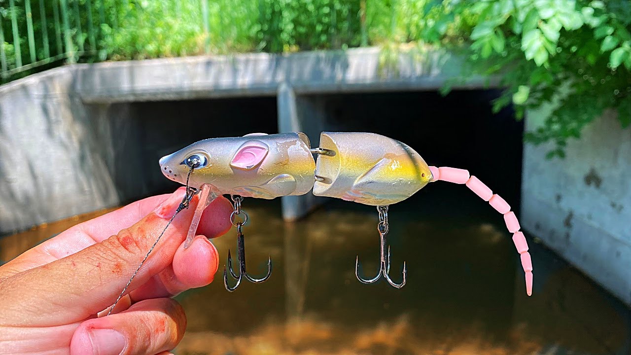 Sewer fishing with a topwater rat lure was insane