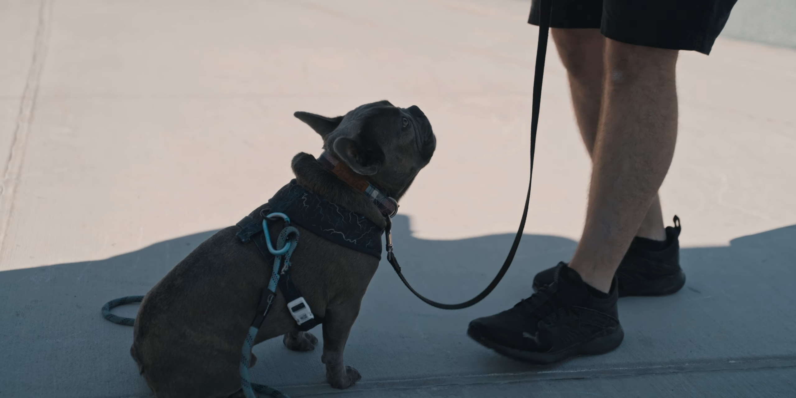 How Small Changes Transform Dog Training