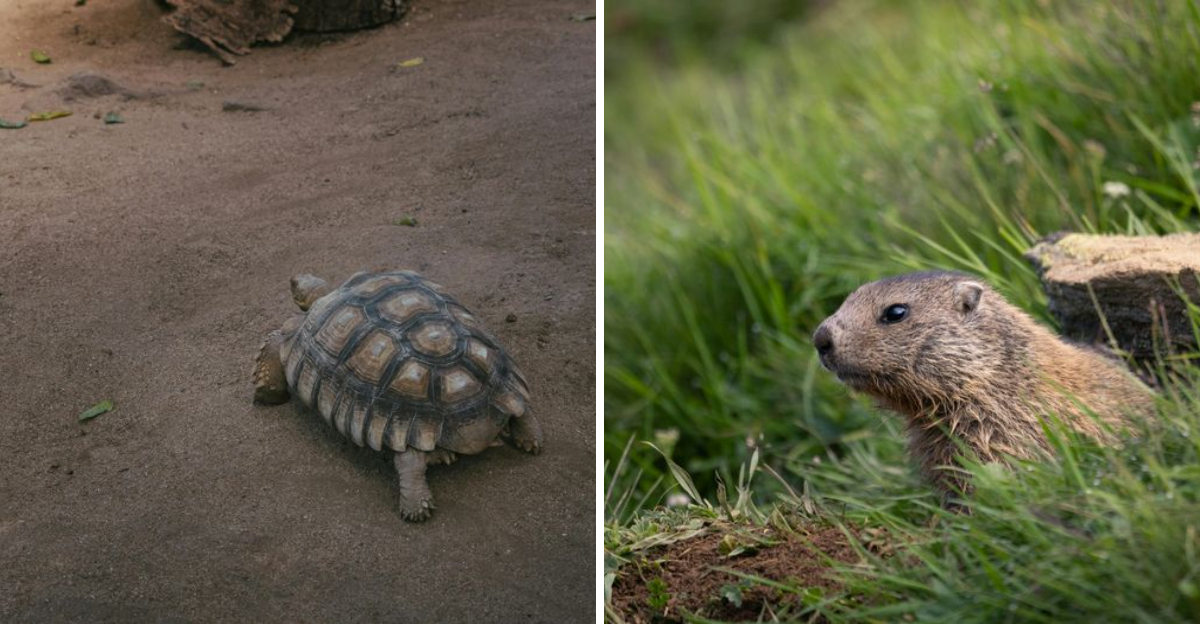 Creatures That Have Been Hibernating Since Before Human Civilization Began
