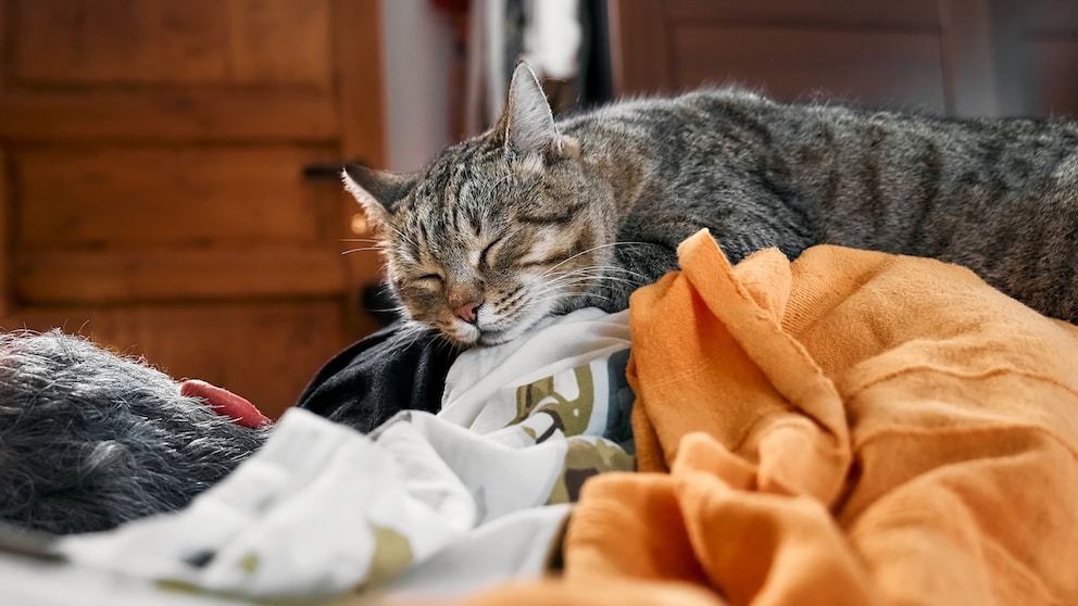 Cats Enjoy Cuddling Just Like Humans–and It’s Measurable