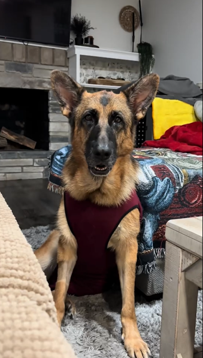 Typical Diva Behavior: German Shepherd Steals the Spotlight