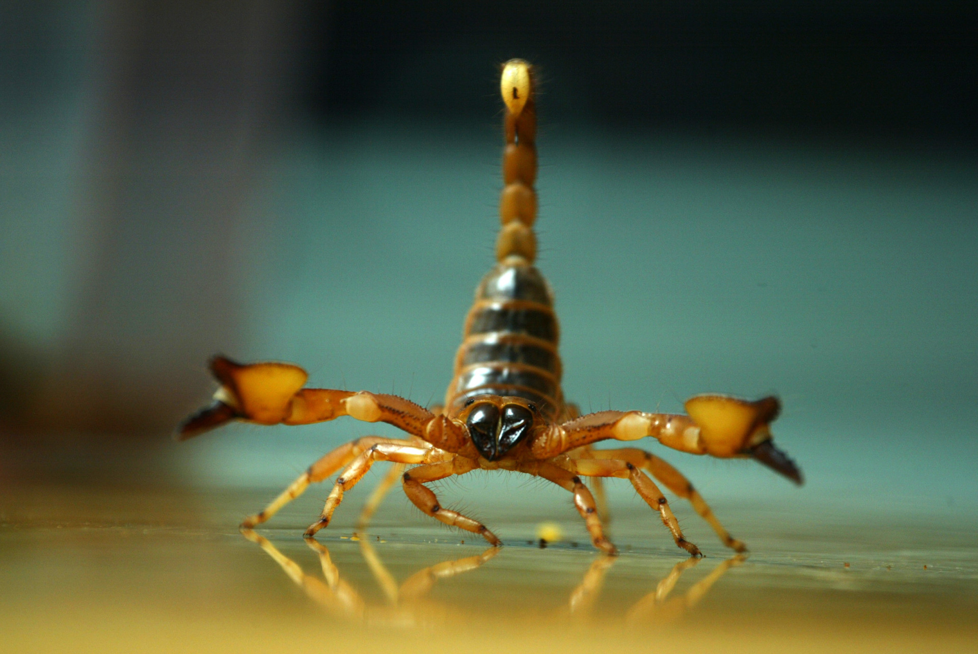 Strange and scary things people have found in food
