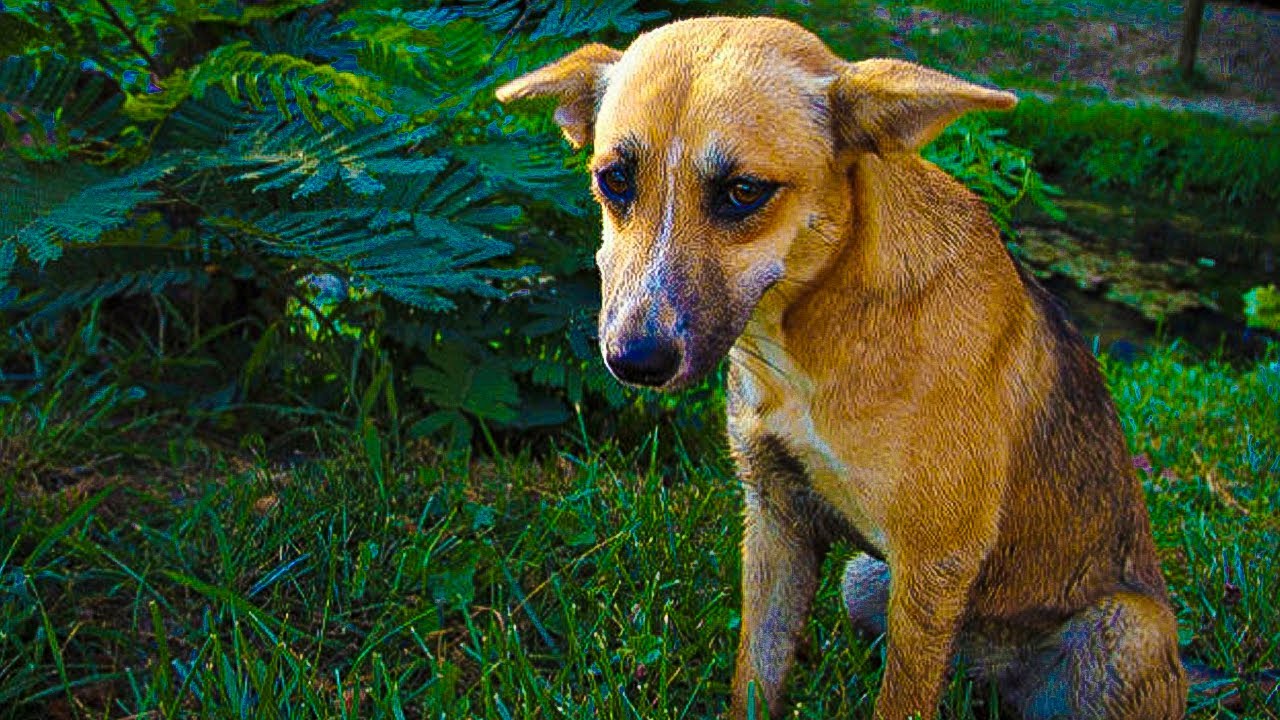 Sad Dog Reunites with Owner Years Later