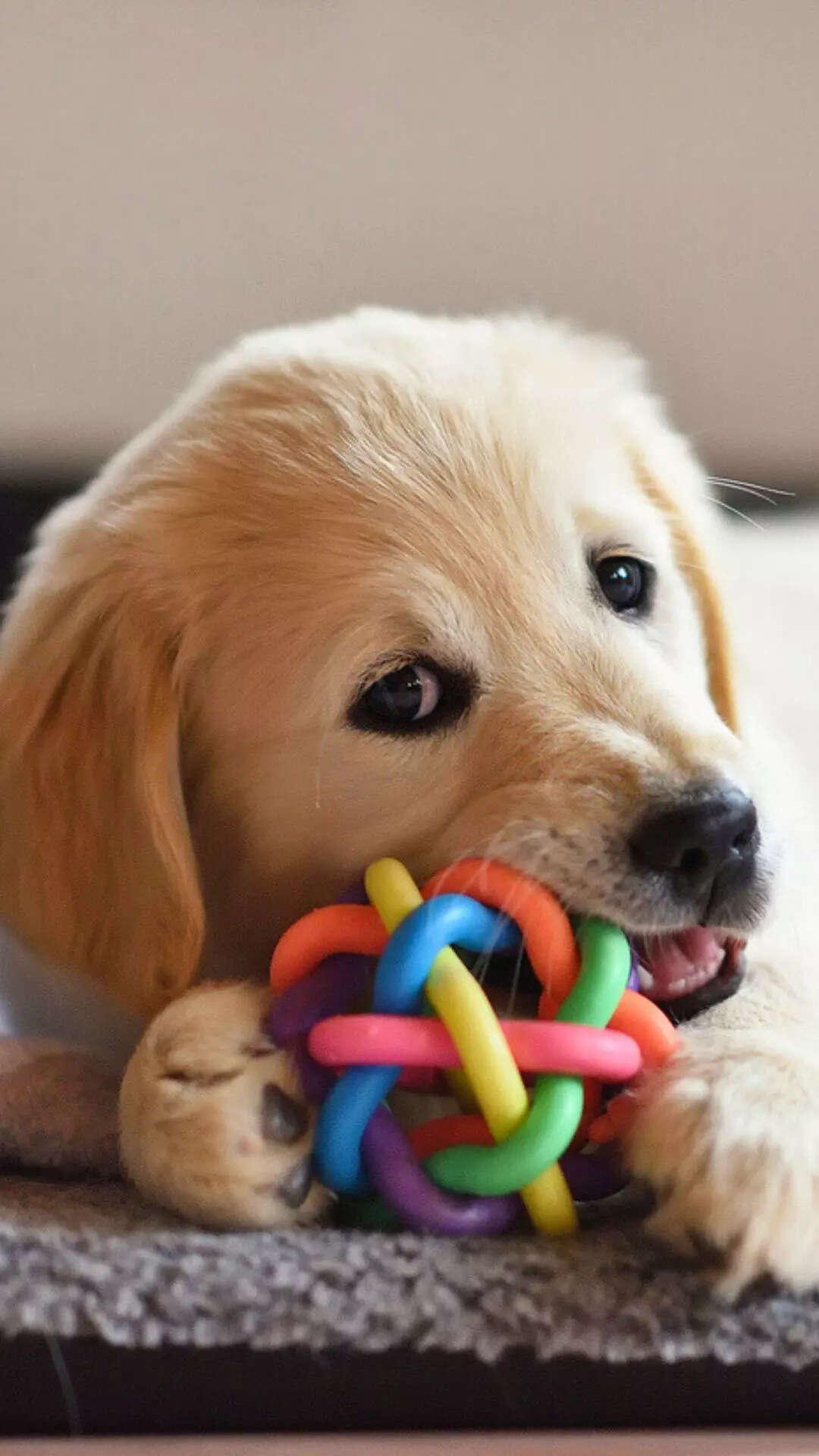 8 dog breeds perfect for homes with kids