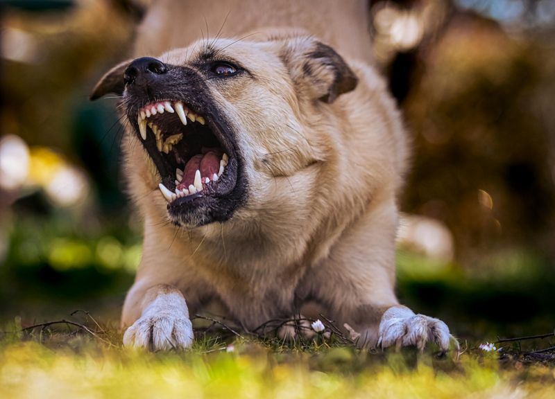 12 Habits That Mean Your Dog Thinks They’re The Alpha, And You’re Not