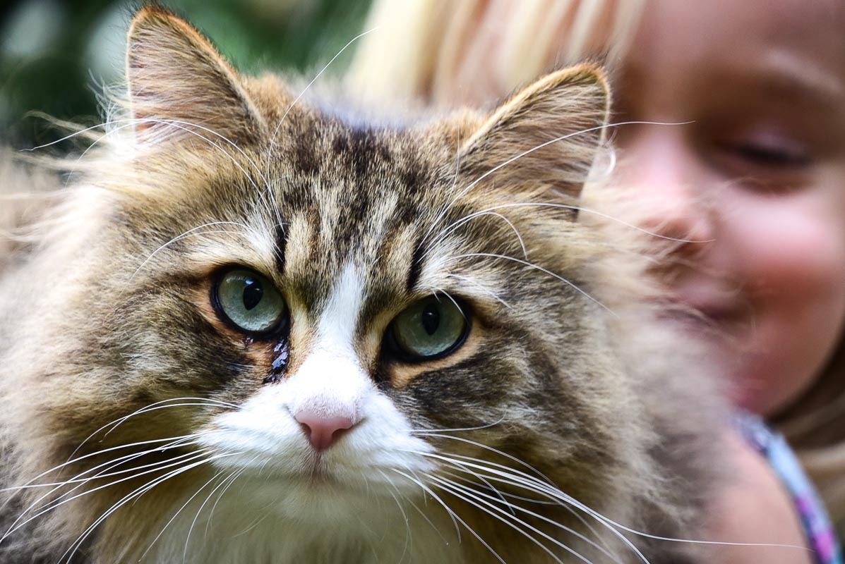10 Surprising Things Your Cat Already Knows About You