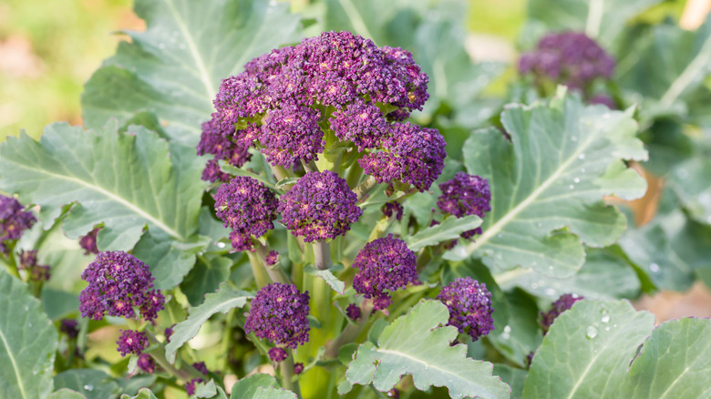 Why You Should Be Planting Purple Sprouting Broccoli This Fall