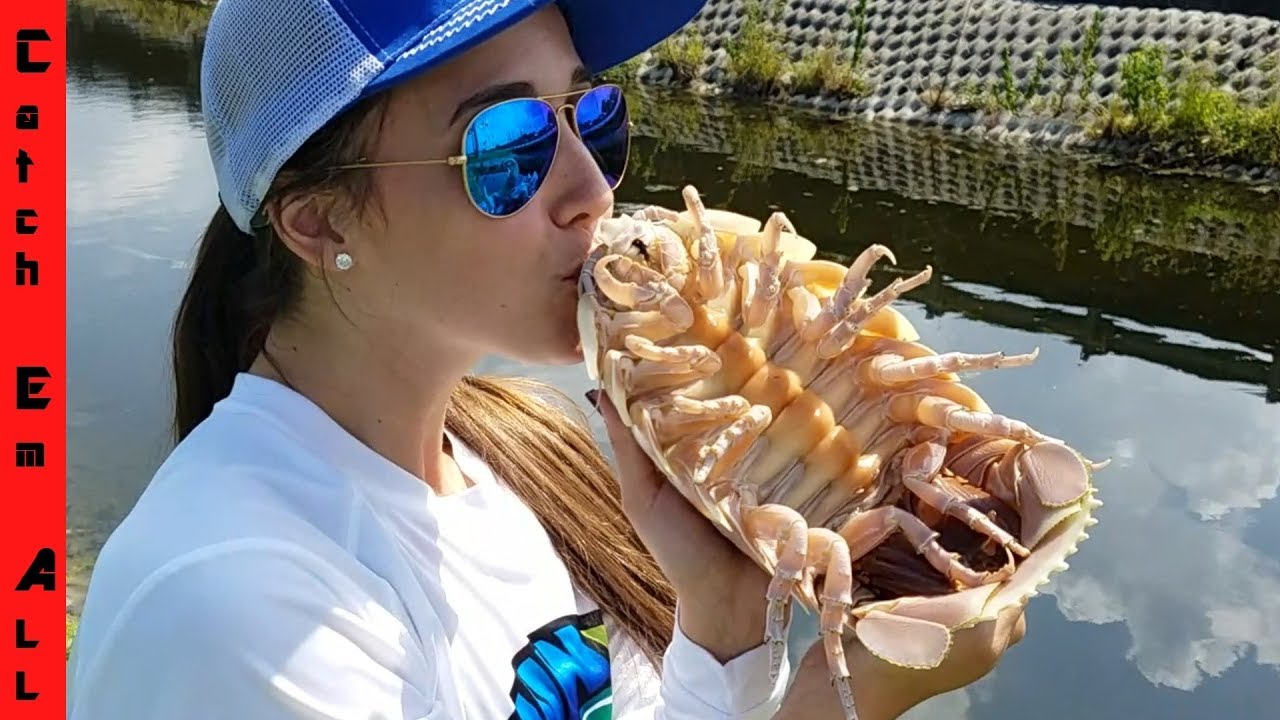 Giant Isopod Invades Restaurant – Total Chaos!
