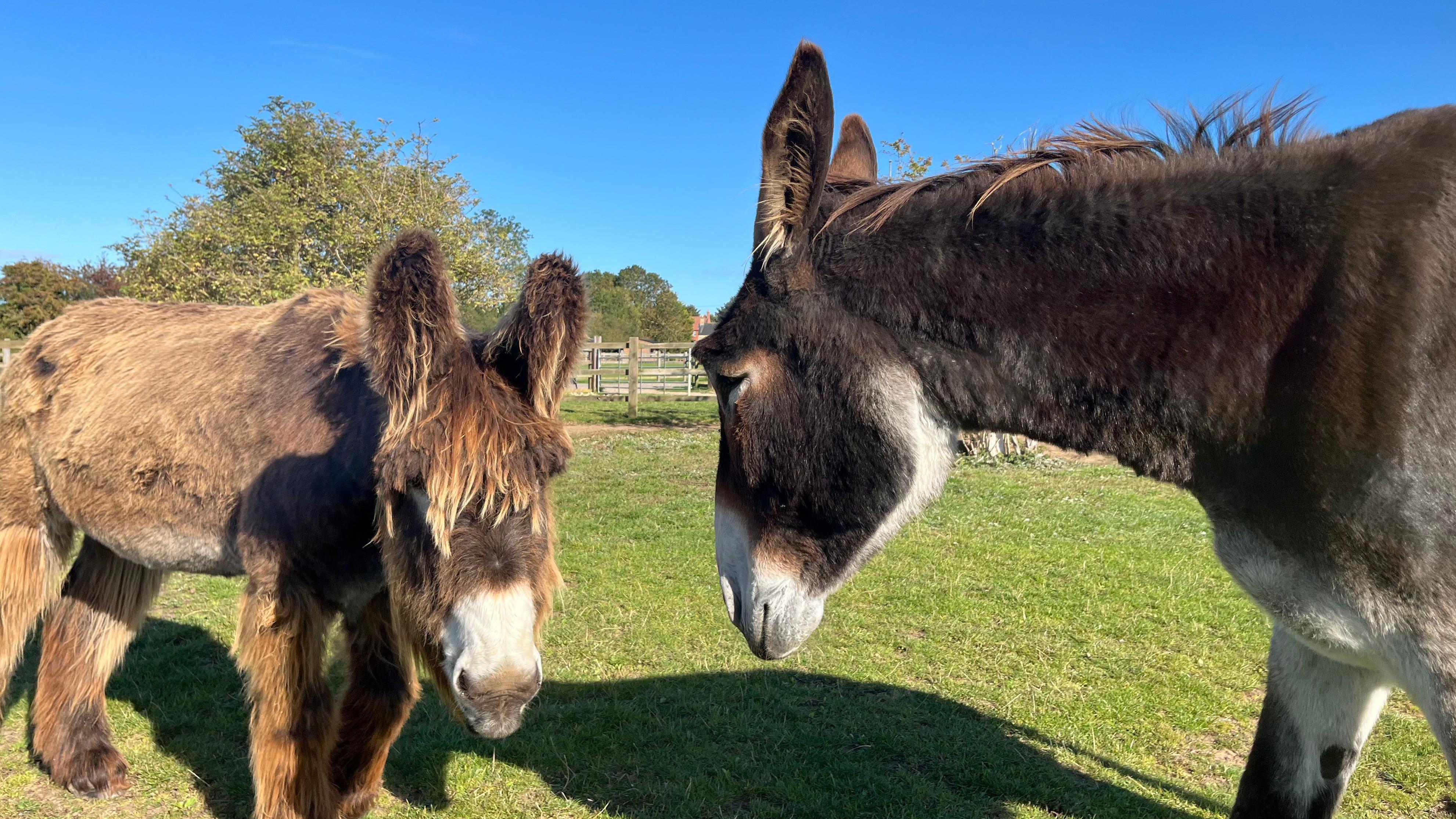 Sanctuary home to two record-breaking donkeys