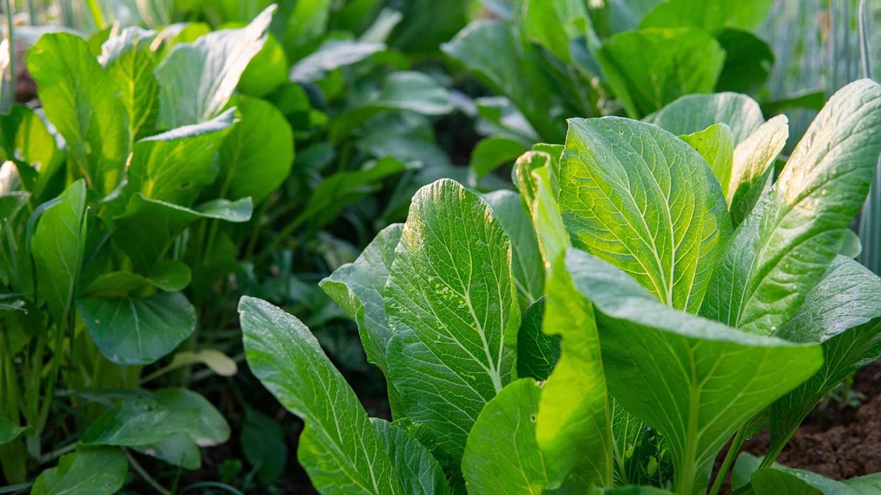 Avoid These 11 Gardening Mistakes When Growing Mustard Greens