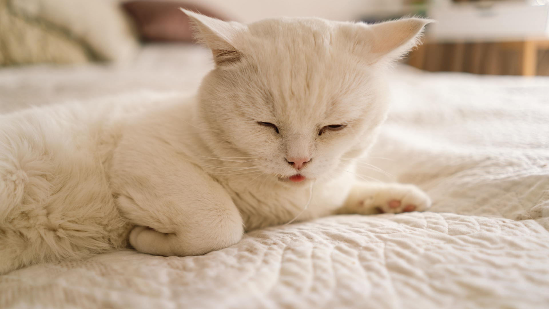 11 Warning Signs Your Cat Might Be Suffering In Pain