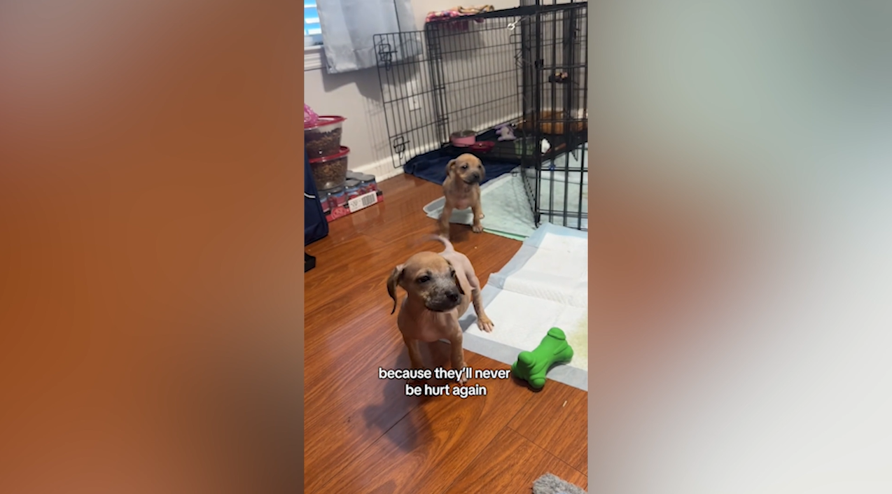 Rescuer Shares Puppies’ Transformation After Adoption