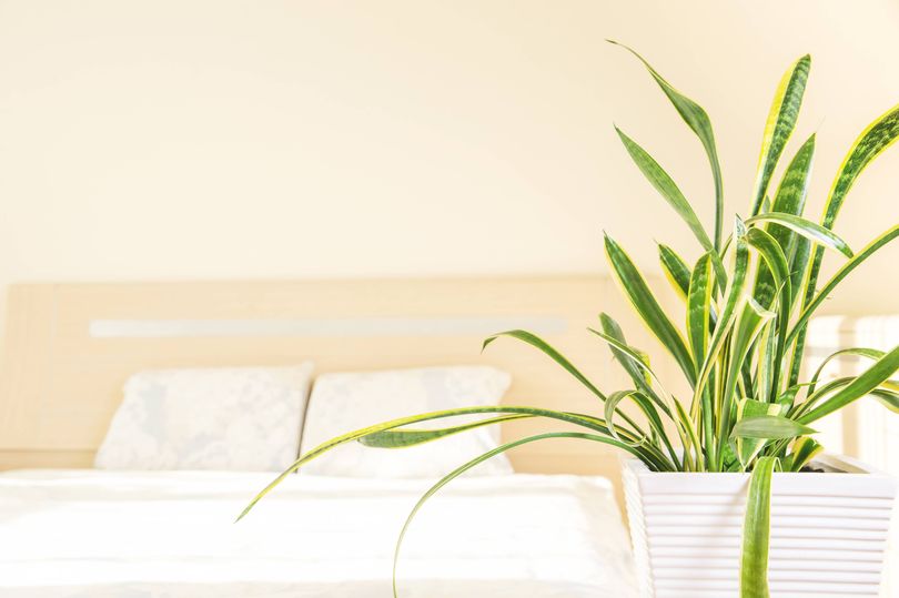 Households can combat mold with six common houseplants that reduce spread