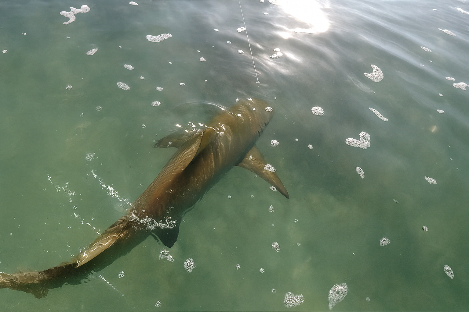 Huge Mud Shark Caught By Old Man