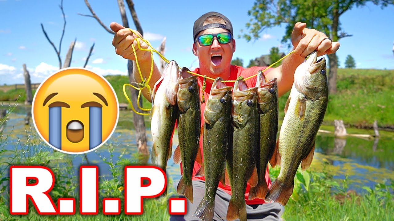 I had to remove harmful bass destroying my pond