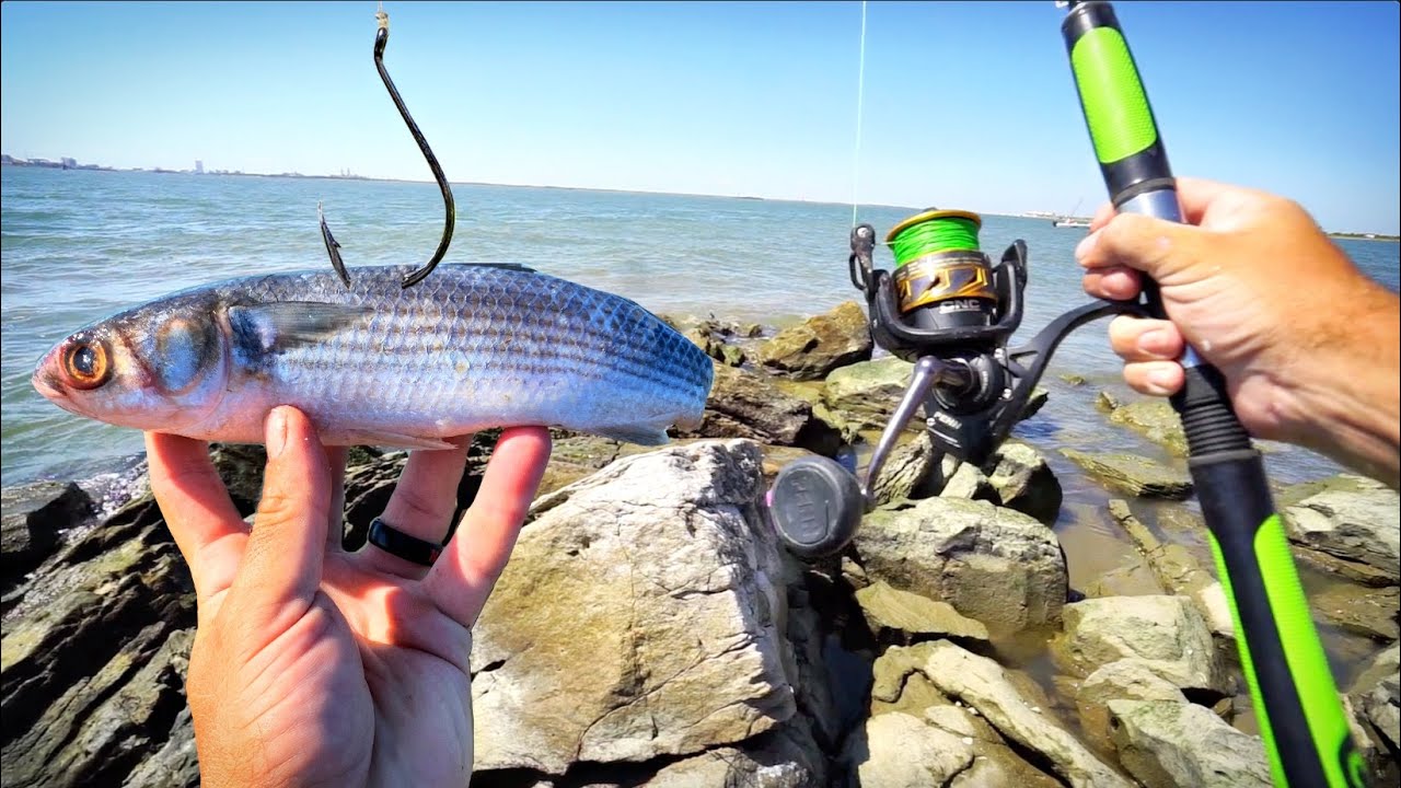 Trophy bucket-list fish inhales giant bait while bank fishing