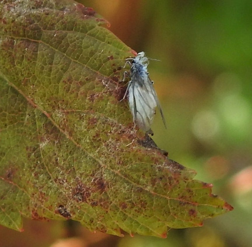 Think that’s lint? Alabama’s air is full of these bugs this fall. Here ...