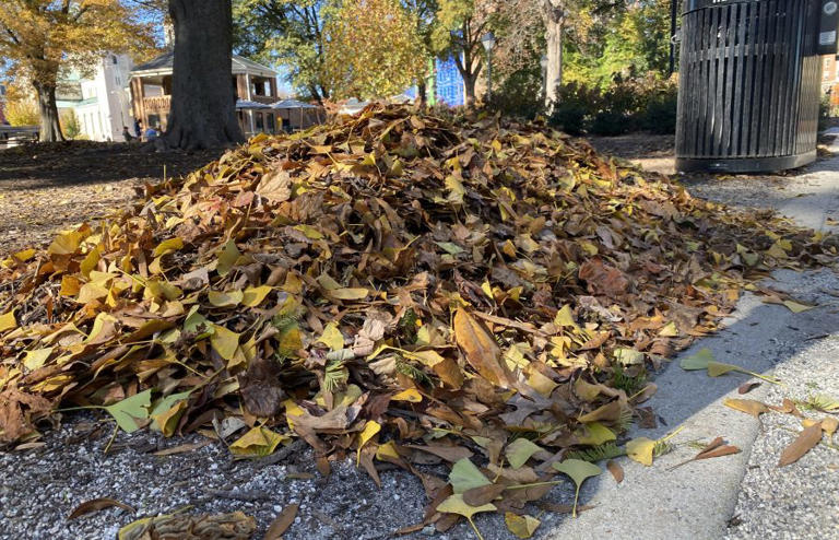 Richmond to launch annual leaf collection program in October as fall begins