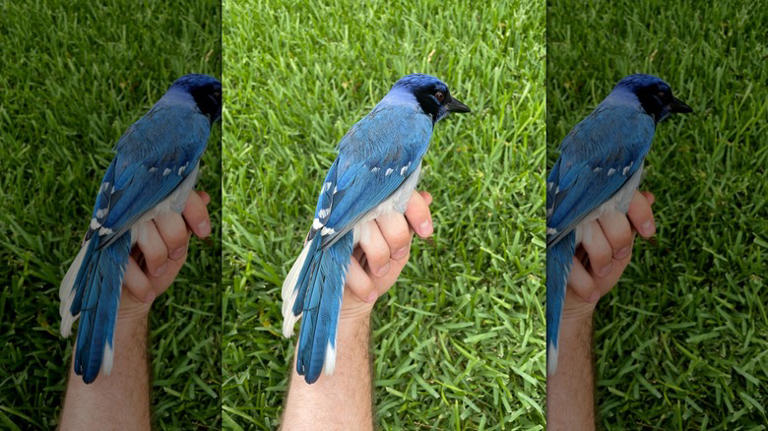 Meet The Grue Jay, A Rare Hybrid Bird That Was Just Discovered In Texas