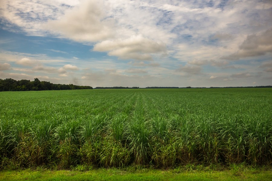 Sugarcane field burnings cause ash to fall in Baton Rouge