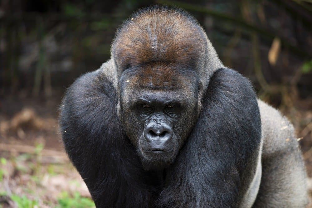 Meet the Largest Animals Living in the Rainforest