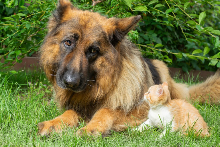German Shepherd Meeting Abandoned Kitten for the First Time Will Melt ...