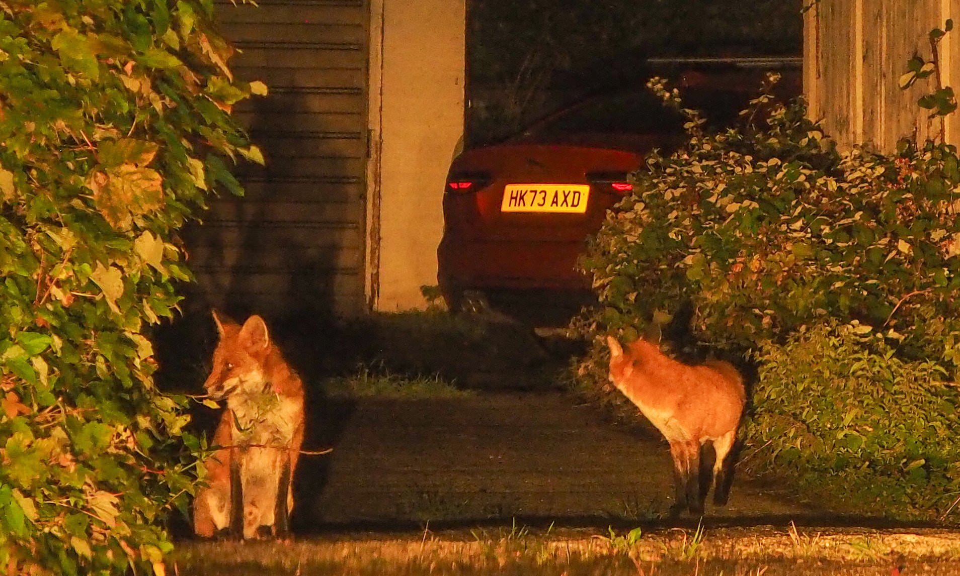 The village terrorised by gang of foxes: Drivers forced to set traps to ...