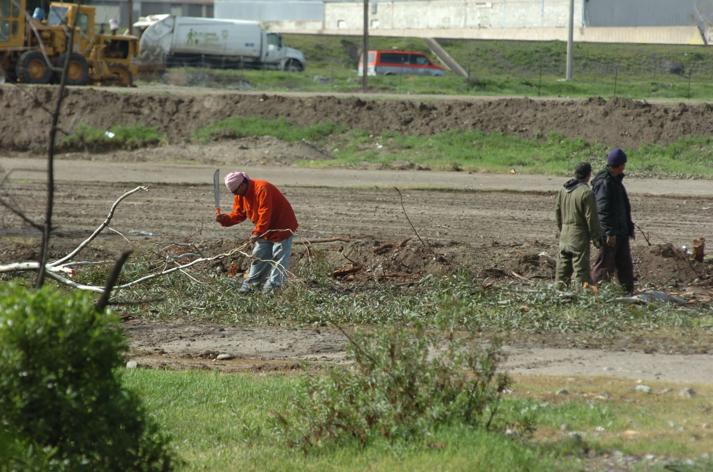 Llama Nación Verde a evitar tala de árboles