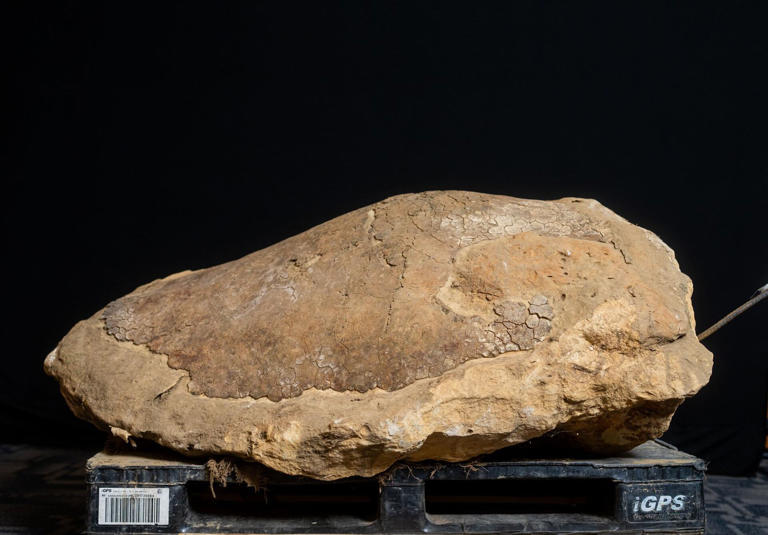 32-million-year-old sea turtle fossil discovered in south Alabama