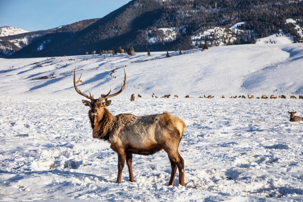 Early Autumn Snowfall Stuns Visitors At Rocky Mountain National Park