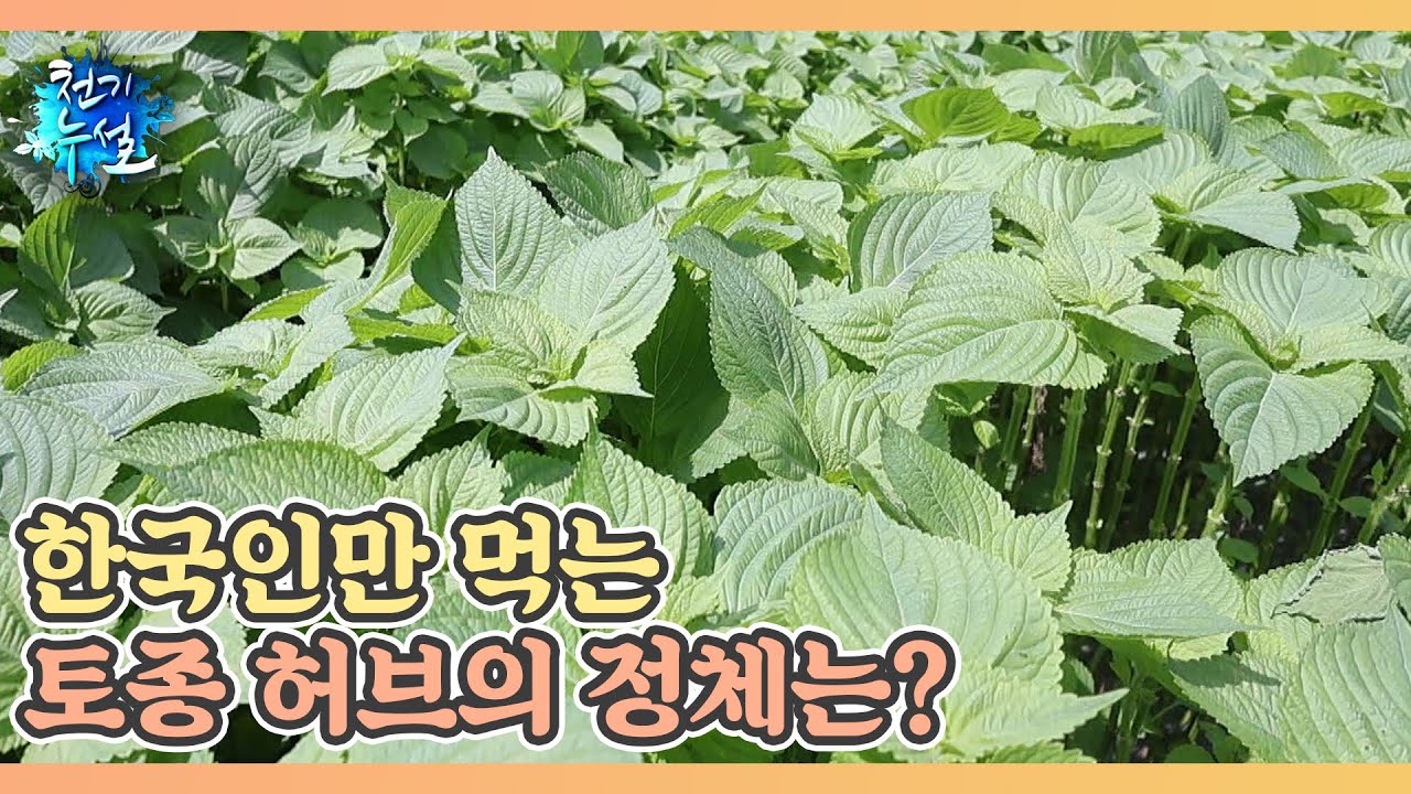 전 세계 유일! 한국인만 먹는 토종 허브 MBN 250926 방송