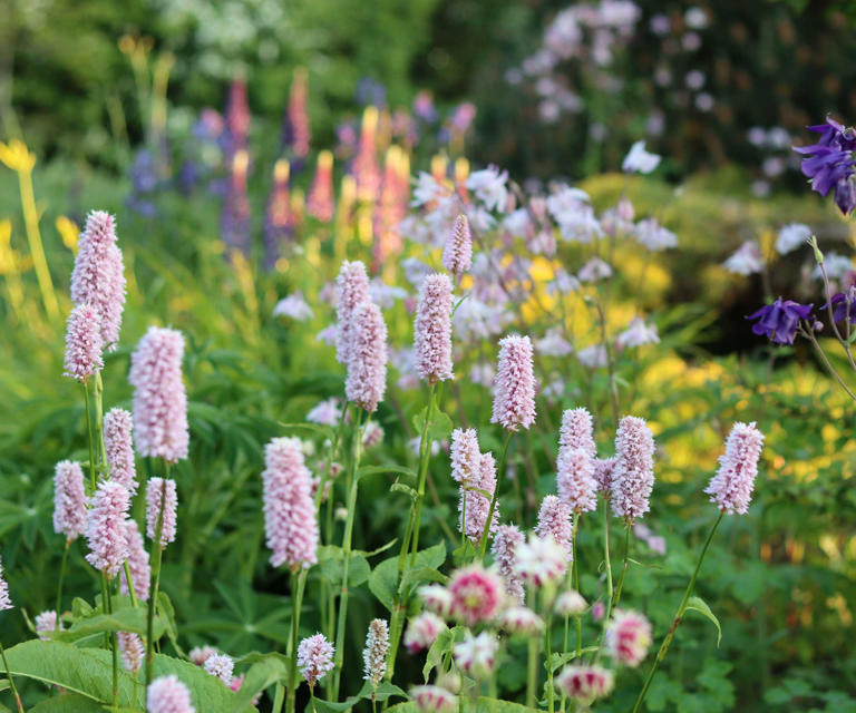 Gardening experts warn 'false spring' could wipe out your planting if ...