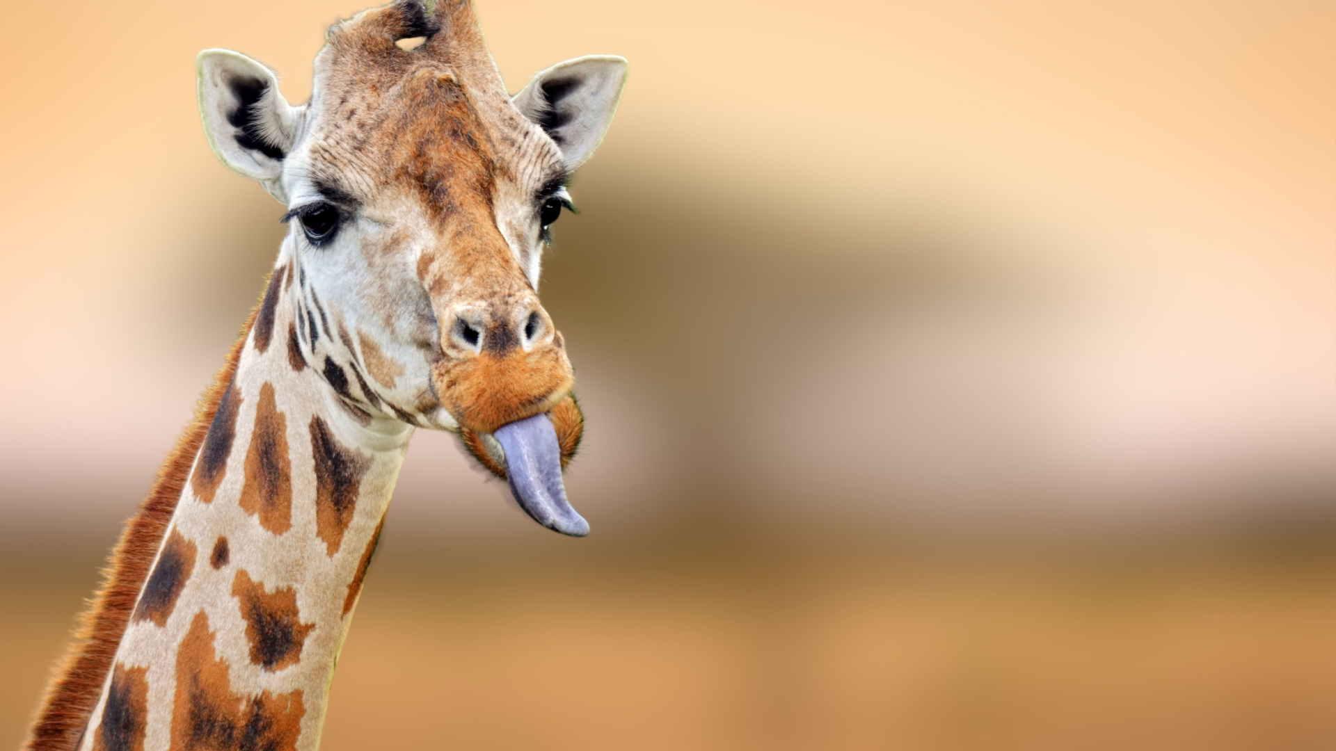 Why Giraffes And 9 Other Animals Shouldn’t Exist