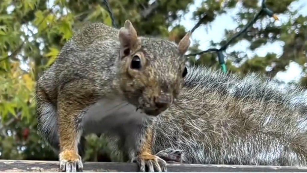 Aggessive squirrel in Lucas Valley neighborhood near San Rafael biting ...