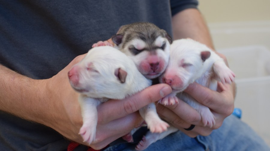 Monmouth woman faces animal neglect charges after rescue of 41 dogs