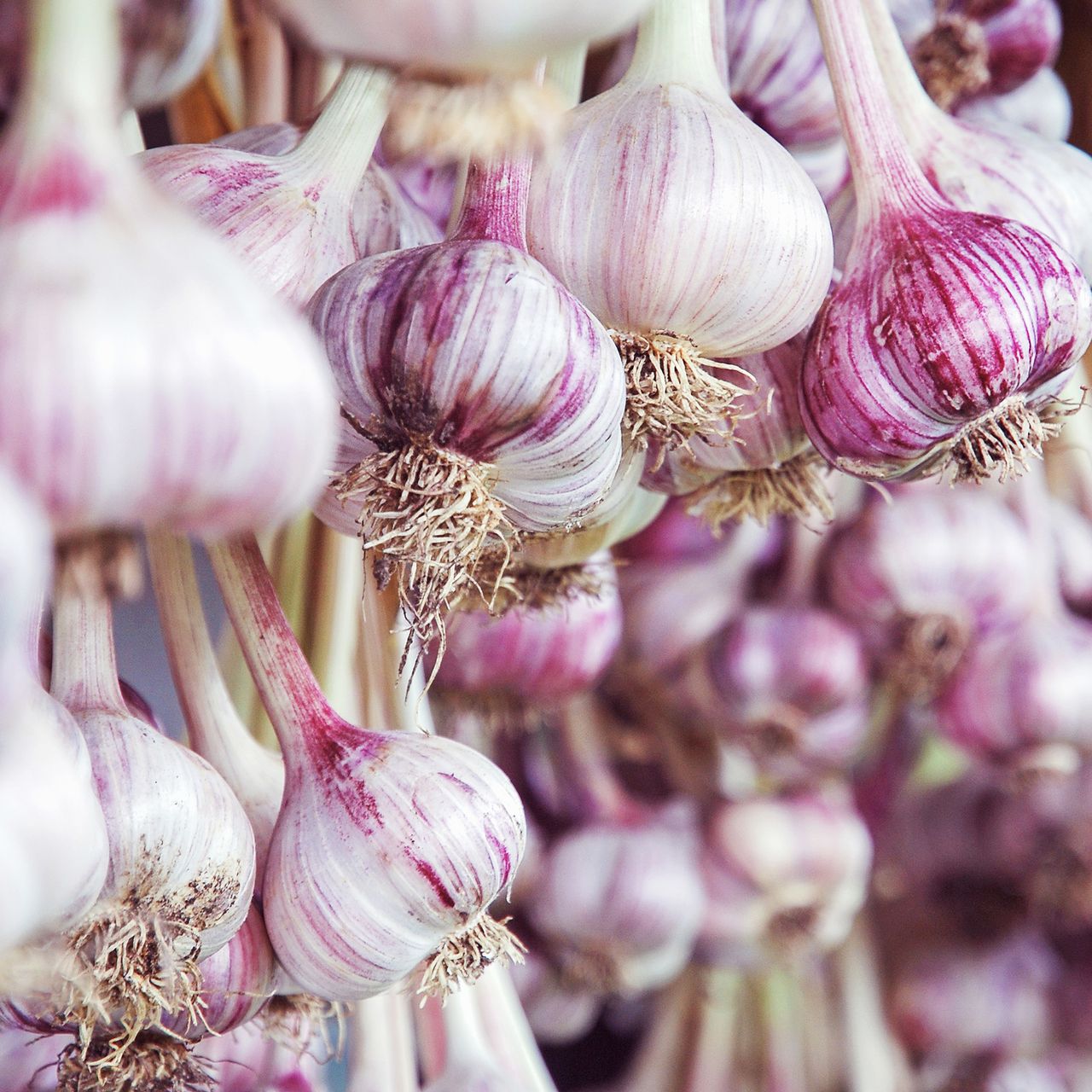 Types of Garlic Explained: Best Hardneck, Softneck and Elephant ...
