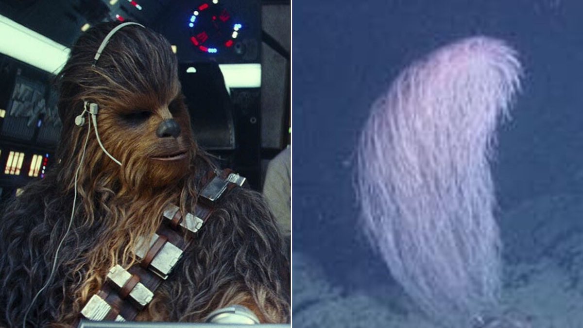 Star Wars arriva sul fondale marino: ecco Chewbacca, il nuovo mega ...
