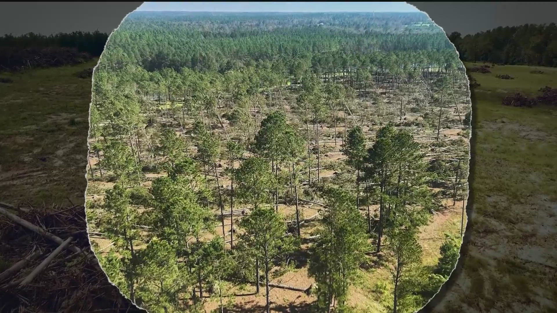 Georgia's timber industry working to recover a year after Hurricane Helene