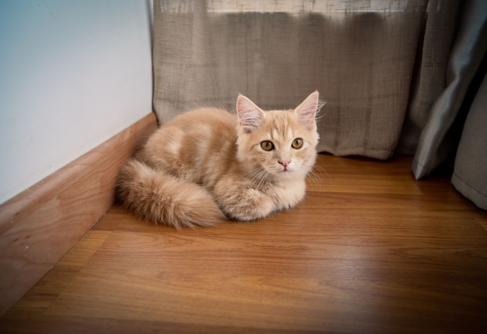 Small Cat Breeds That Stay Tiny And Steal Hearts