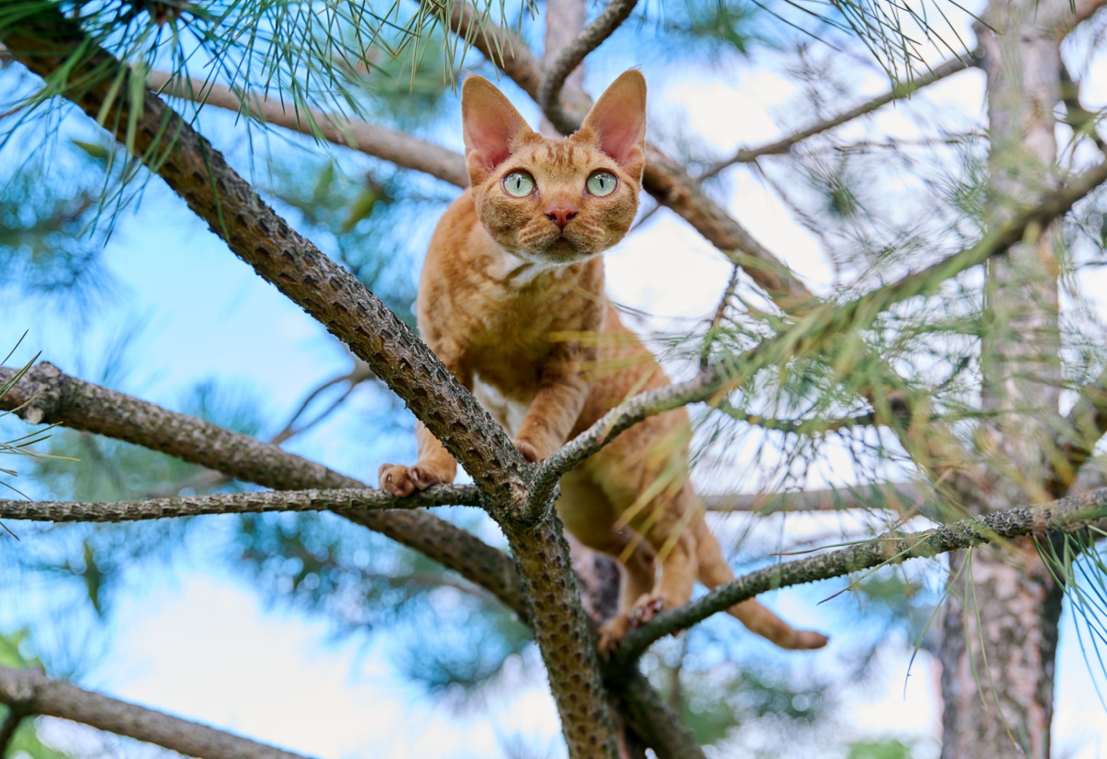 Small Cat Breeds That Stay Tiny And Steal Hearts