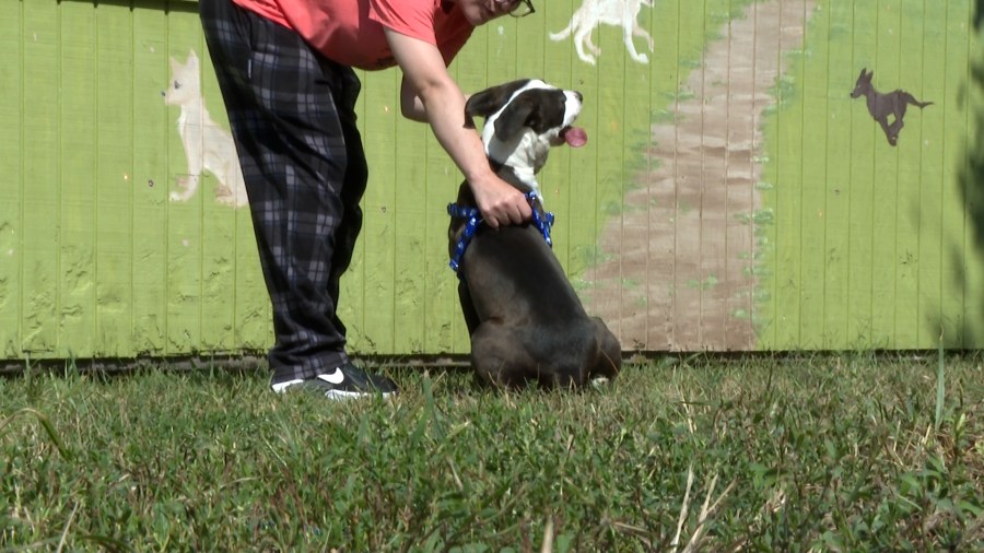 Kentucky shelters overwhelmed as animal abuse cases rise: ‘Animals are ...