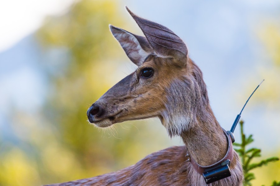 Deer activity in western Kentucky monitored via GPS tracking