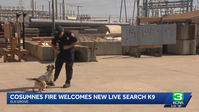 Cosumnes Fire Department welcomes first K-9 search team member, Ruffles