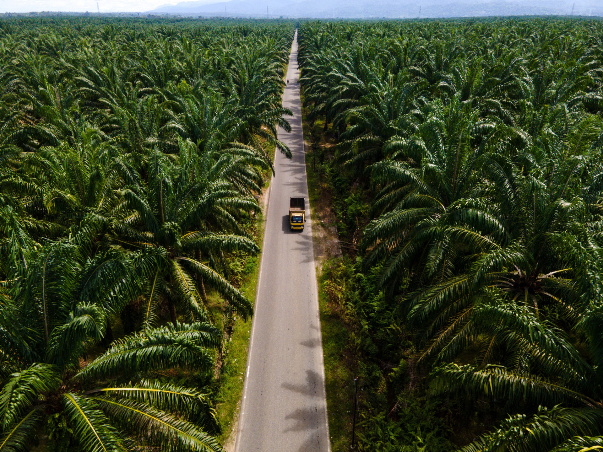 Why we need an alternative to palm oil