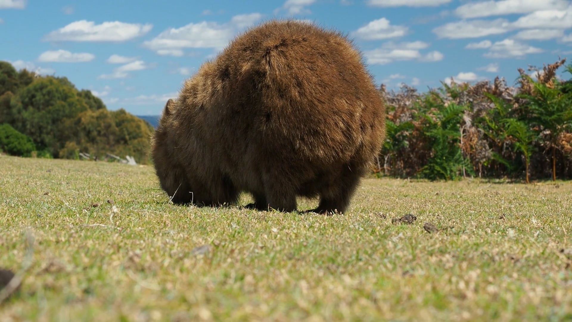 The Wombat: Close-Up Footage of Australia's Cute Marsupial