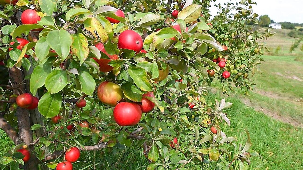 Poll: Top 10 Best Apple Orchards in the country; Ohio orchard recognized