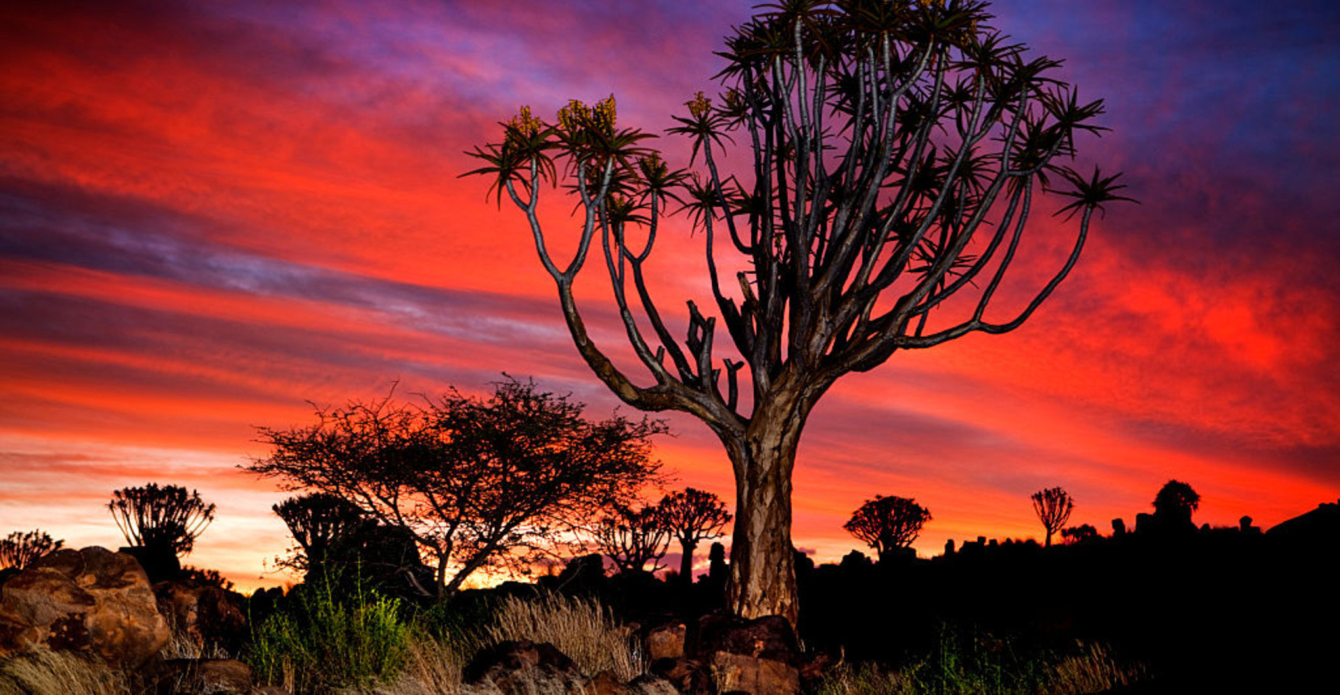 Great Green Wall: Africa’s fight against the desert