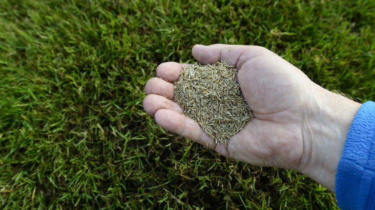 What Is The Best Seed For Overseeding Your Fall Lawn?
